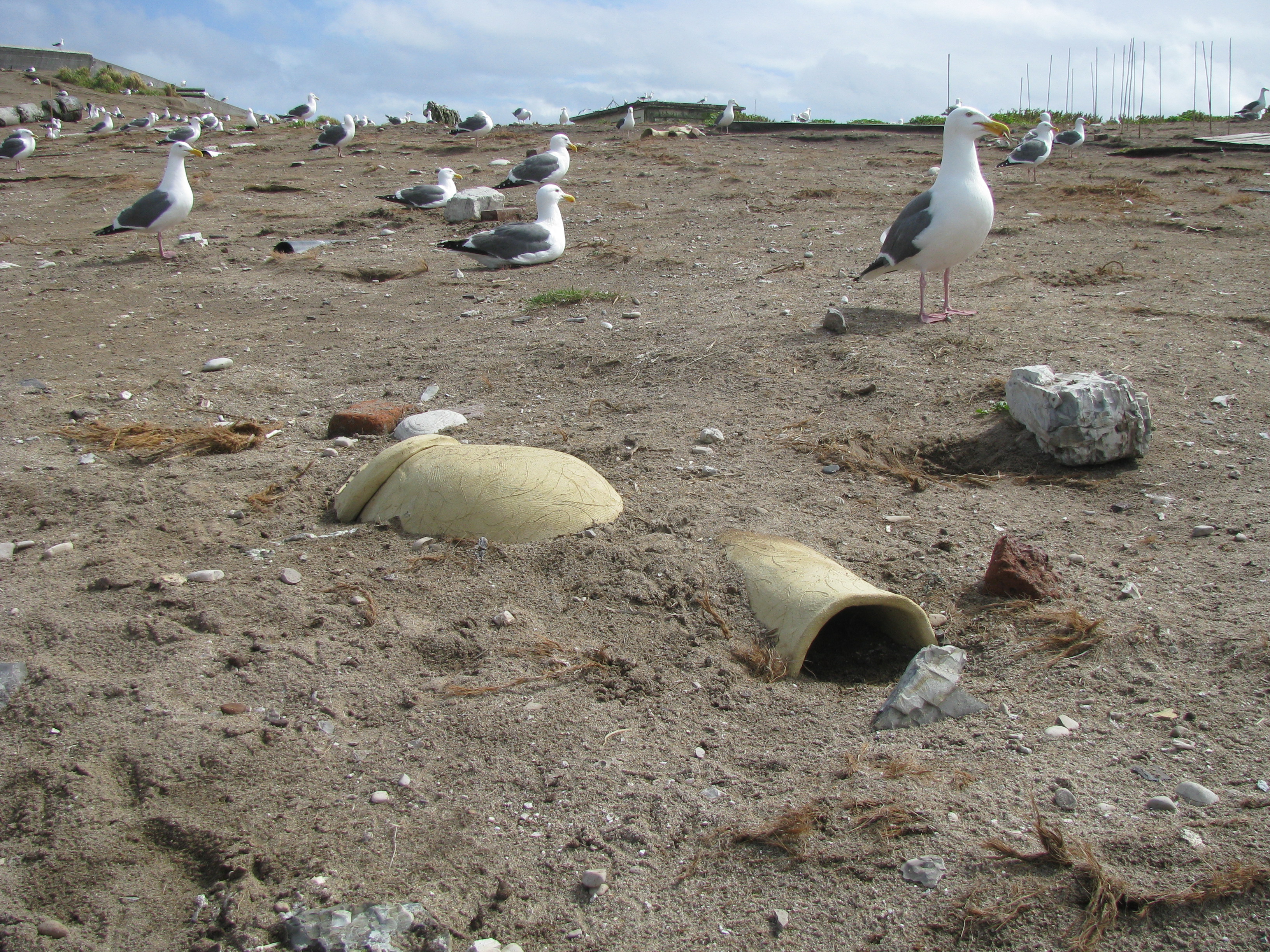 Preserving Breeding Habitat for Auklets | Coastside State Parks Association
